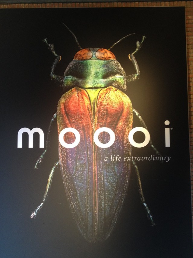 Moooi showroom Amsterdam | Kika's world